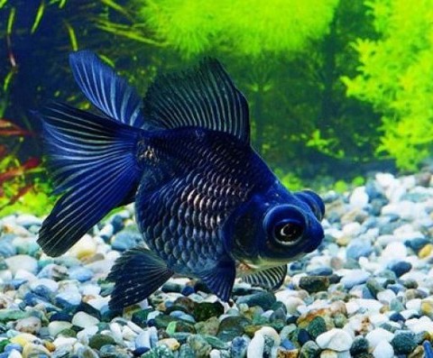 Voile de chine 9-11cm - L'ANIMALERIE MONTPELLIER